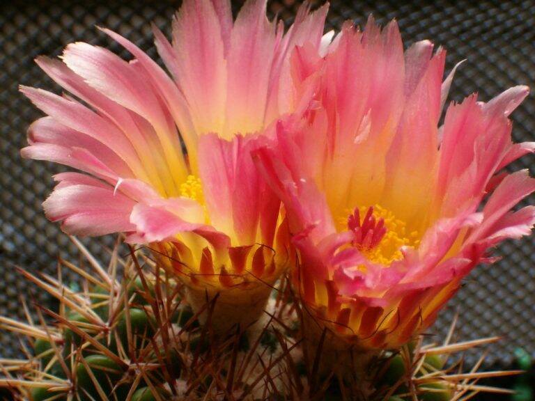 Notocactus roseoluteus - Il fiore tra le spine