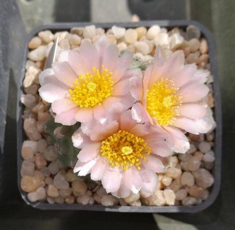 Pediocactus knowltonii - Il fiore tra le spine