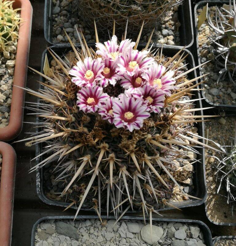 Stenocactus sp. - Il fiore tra le spine