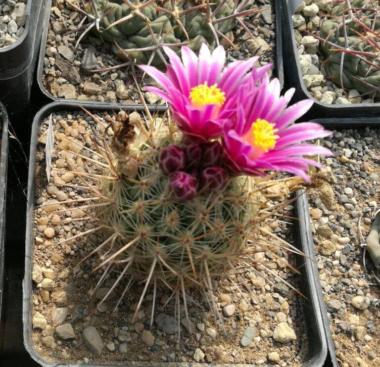 Thelocactus conothele - Il fiore tra le spine