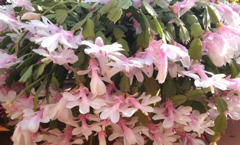 Cactus di Natale: come far fiorire la Schlumbergera