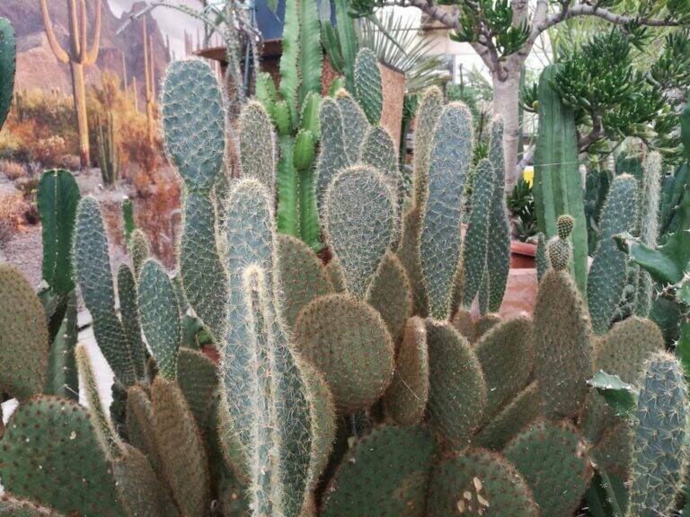 Opuntia eziolata - Il fiore tra le spine