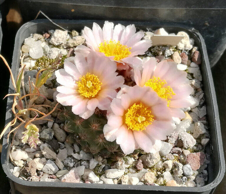 Pediocactus knowltonii - Il fiore tra le spine